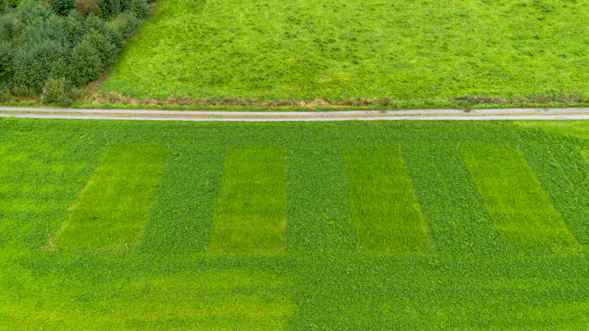 Kontroll av høymole: Økologiske strategier mot ugress i norsk landbruk ...