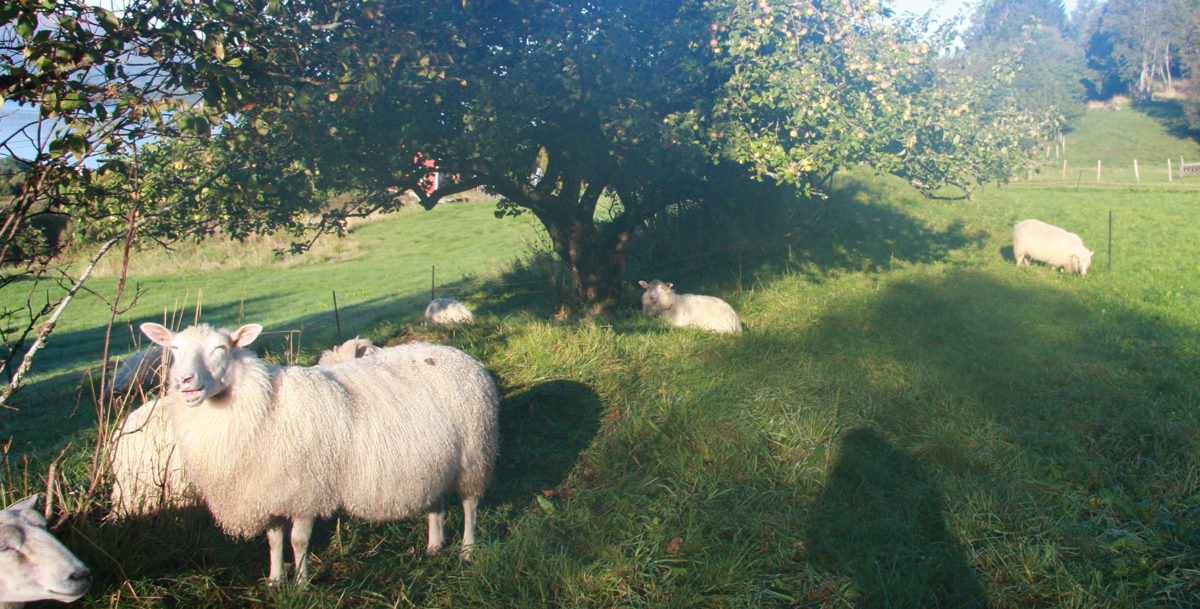 Preventing Photosensitisation in Sheep (Pre-project) - Projects ...
