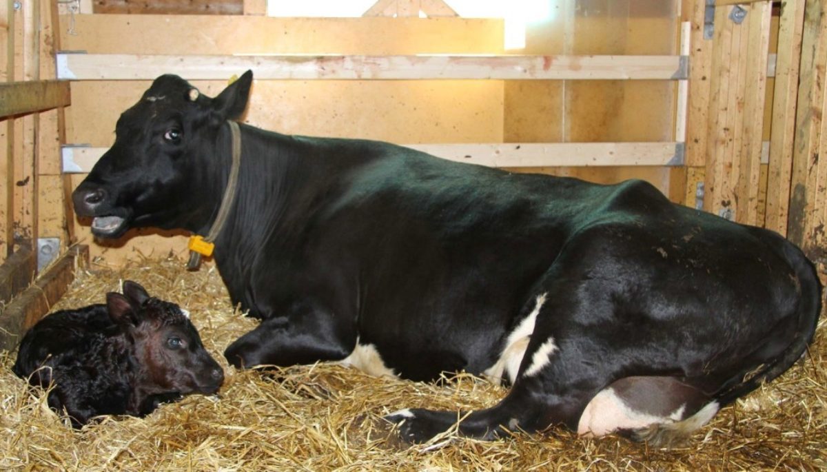 Separation of cow and calf - Projects - Norsøk (en)